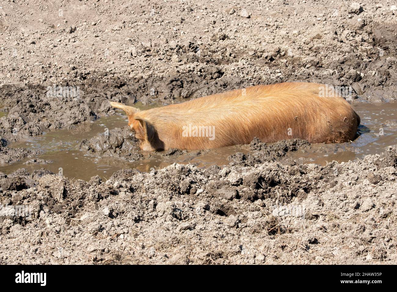 Duroc pig rolling in the mud, Vomp, Tyrol, Austria Stock Photo - Alamy