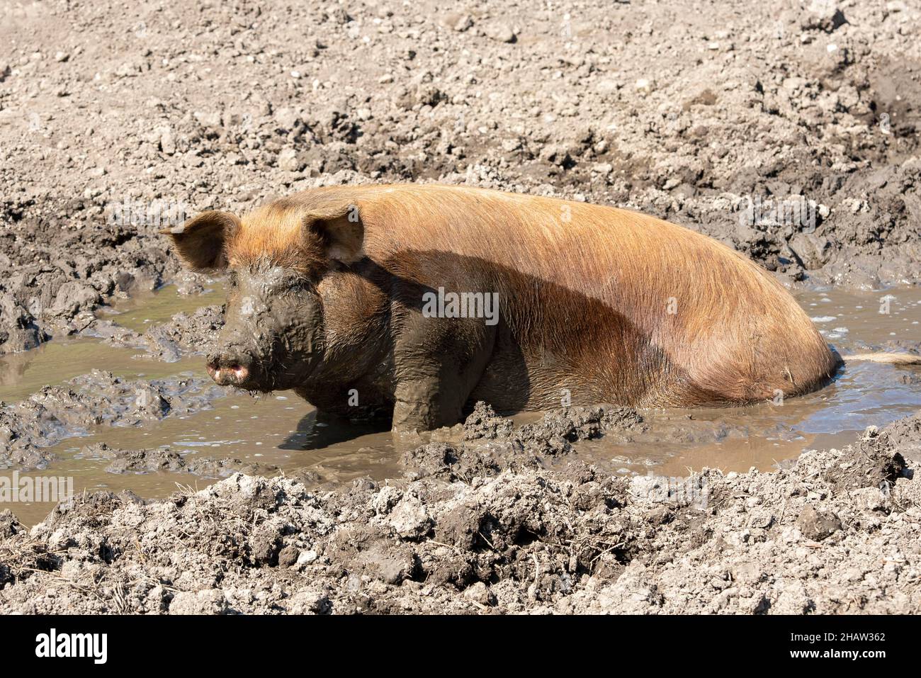Pig behavior hi-res stock photography and images - Alamy