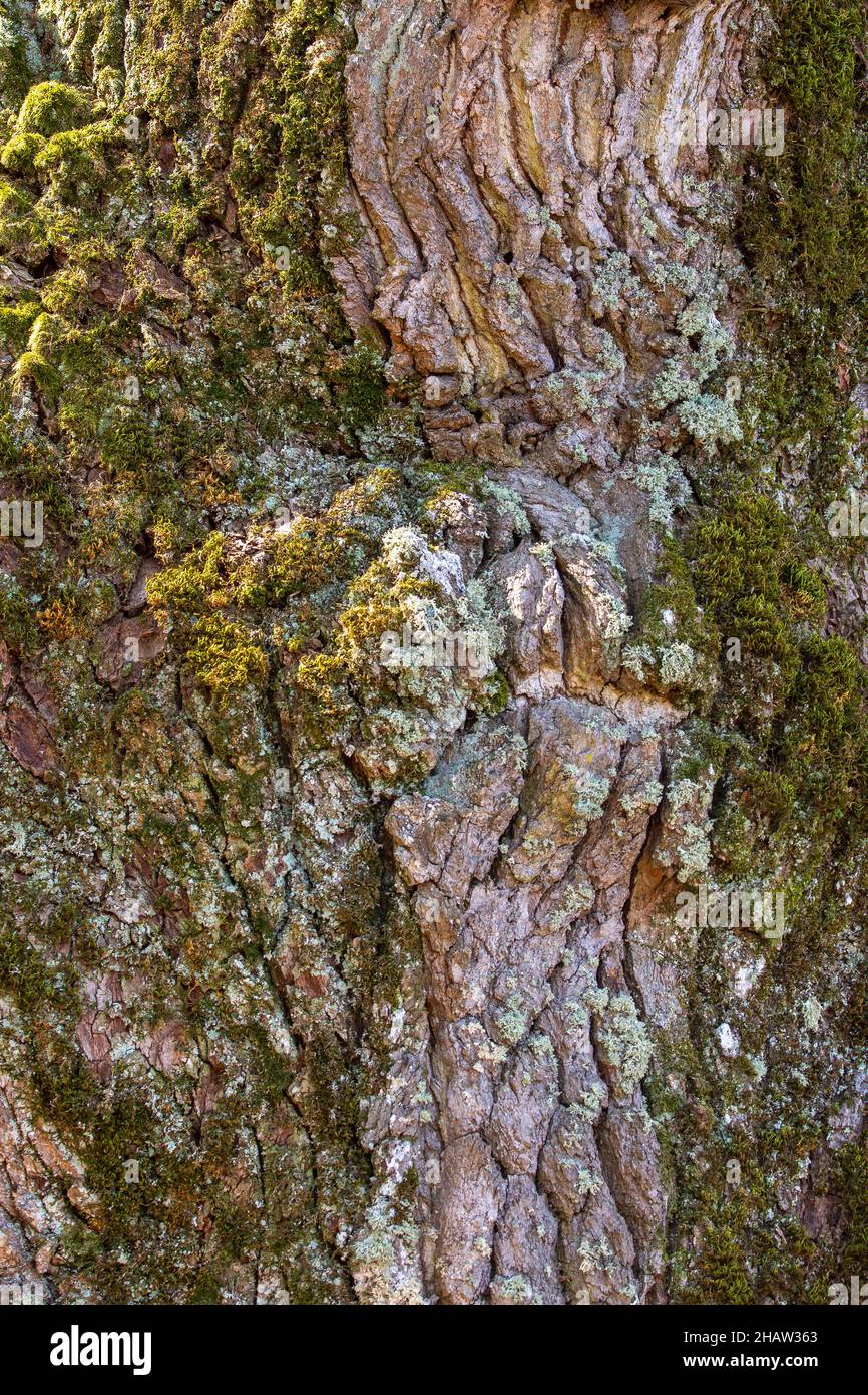 Mossy oak (Quercus) bark, detail, Styria, Austria Stock Photo - Alamy