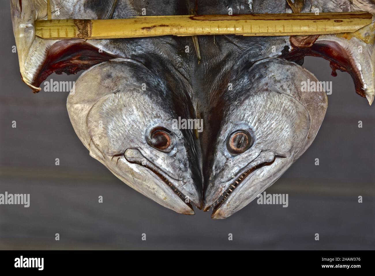 Opened dried fish between bamboo sticks, tuna heads, fishing, fishery ...