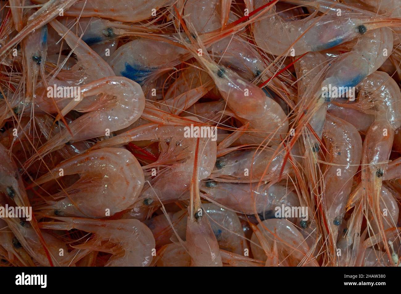 Lobsters fishing crab crabs hi-res stock photography and images - Alamy