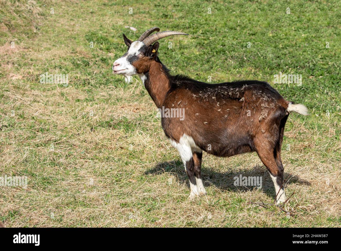 Domestic goat (Capra aegagrus hircus), female, Tyrol, Austria Stock ...