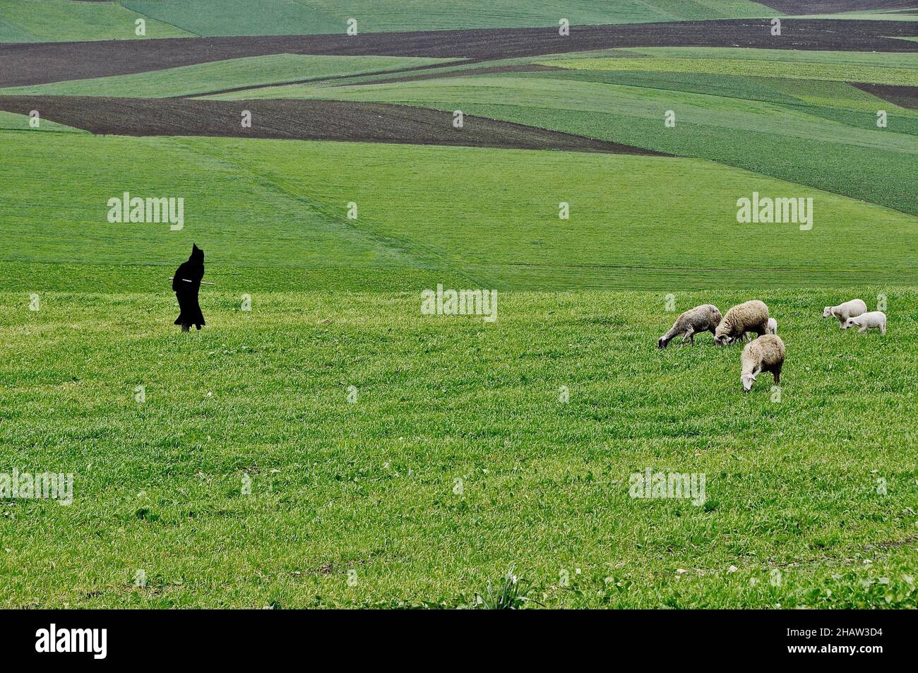 Black Hooded Shepherd Shellaba in Green Pasture with Sheep, Shepherd in ...