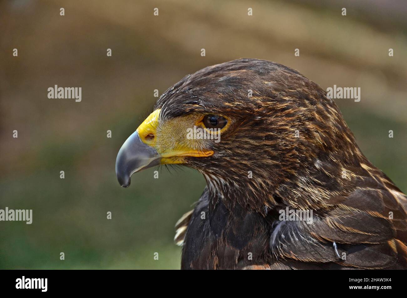 Head of desert buzzard, head of bird of prey, buzzard head in profile ...