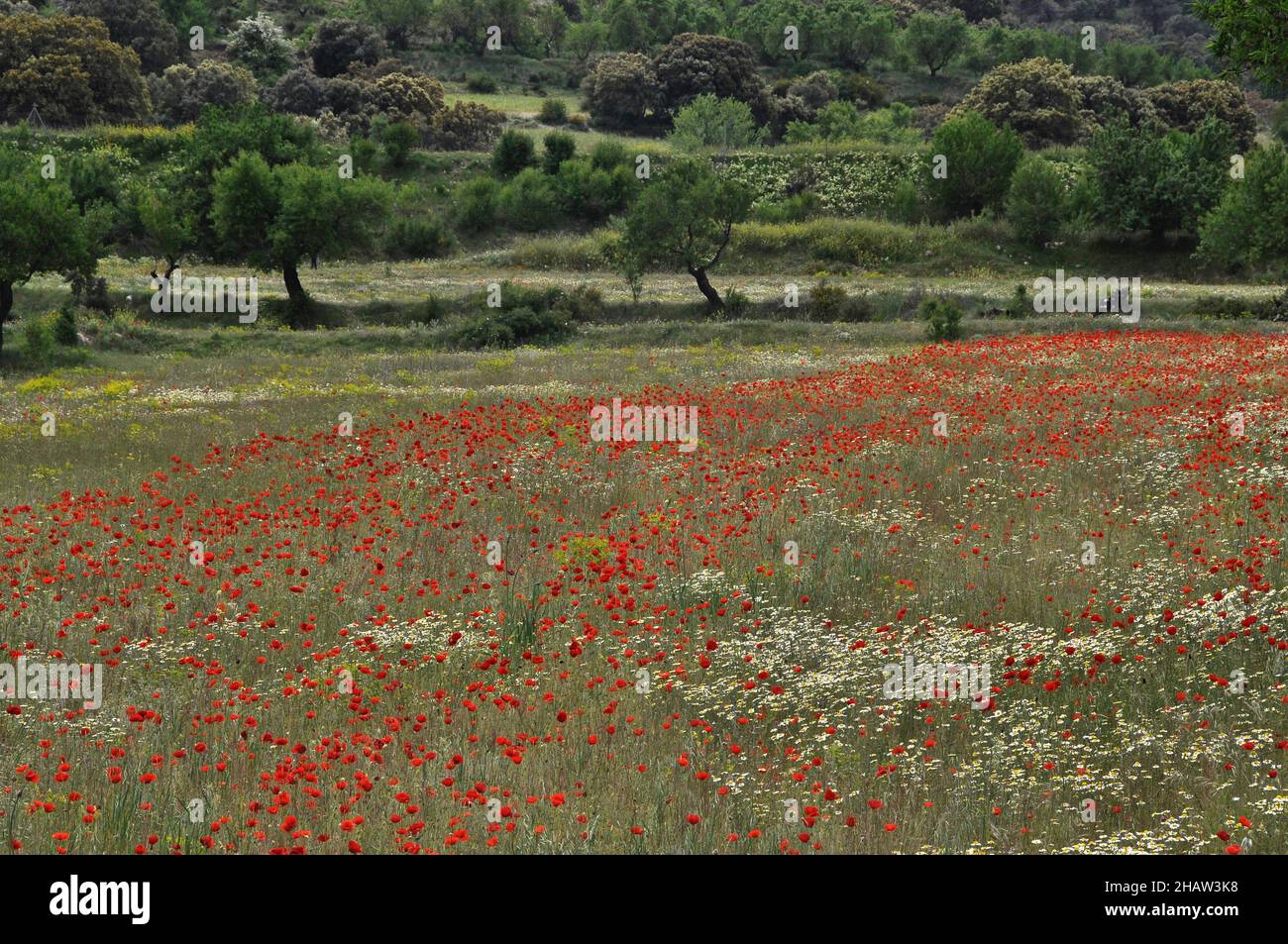 Poppy meadow with olive trees, field with poppies in olive grove, Velez ...
