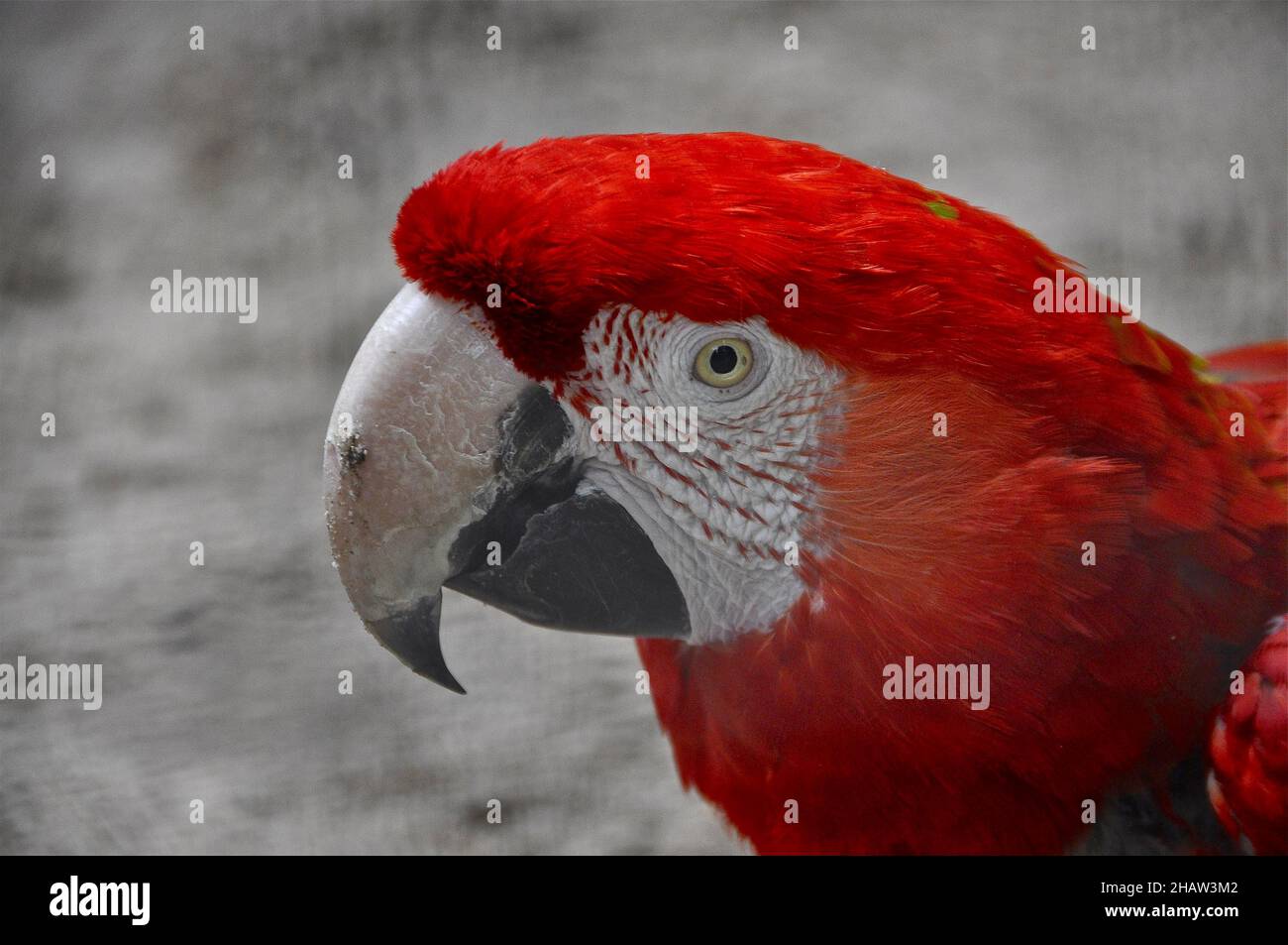 Head of red macaw parrot, macaw in profile, close-up macaw, beak of ...