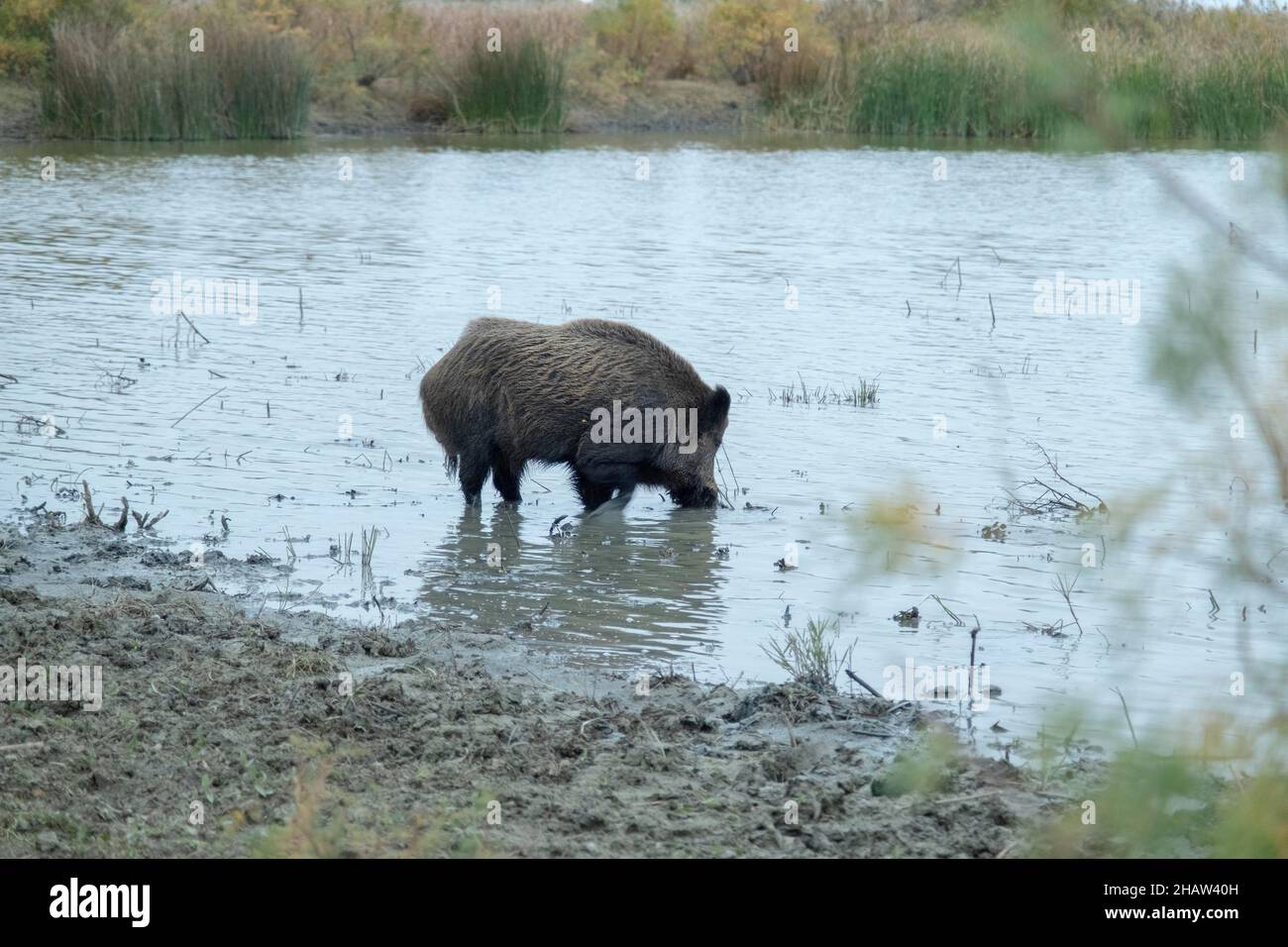 Wild boar (Sus scrofa) eats roots in a freshwater pond. Ermakov island ...