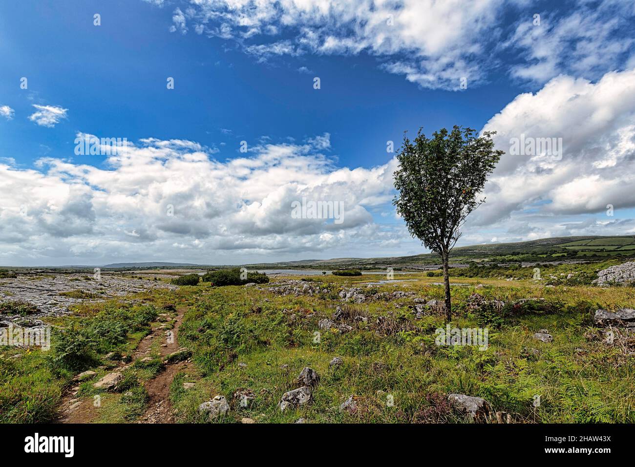 Karst landscape with single tree, Burren National Park, County Clare ...