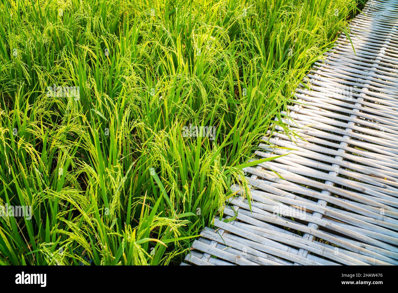 Green paddy rice plantation field with wooden pathway for put text ...