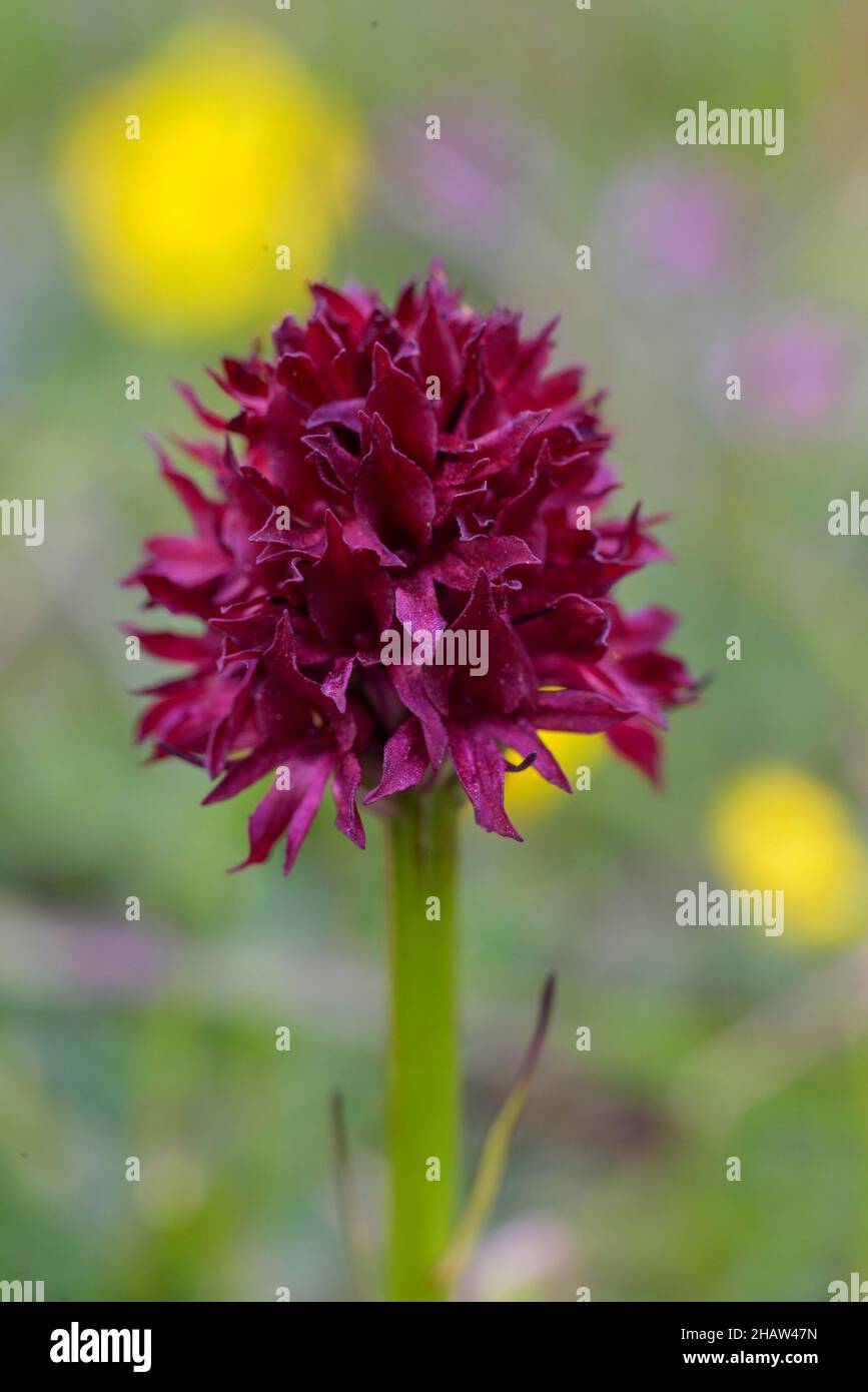 Cabbage rose hi-res stock photography and images - Alamy