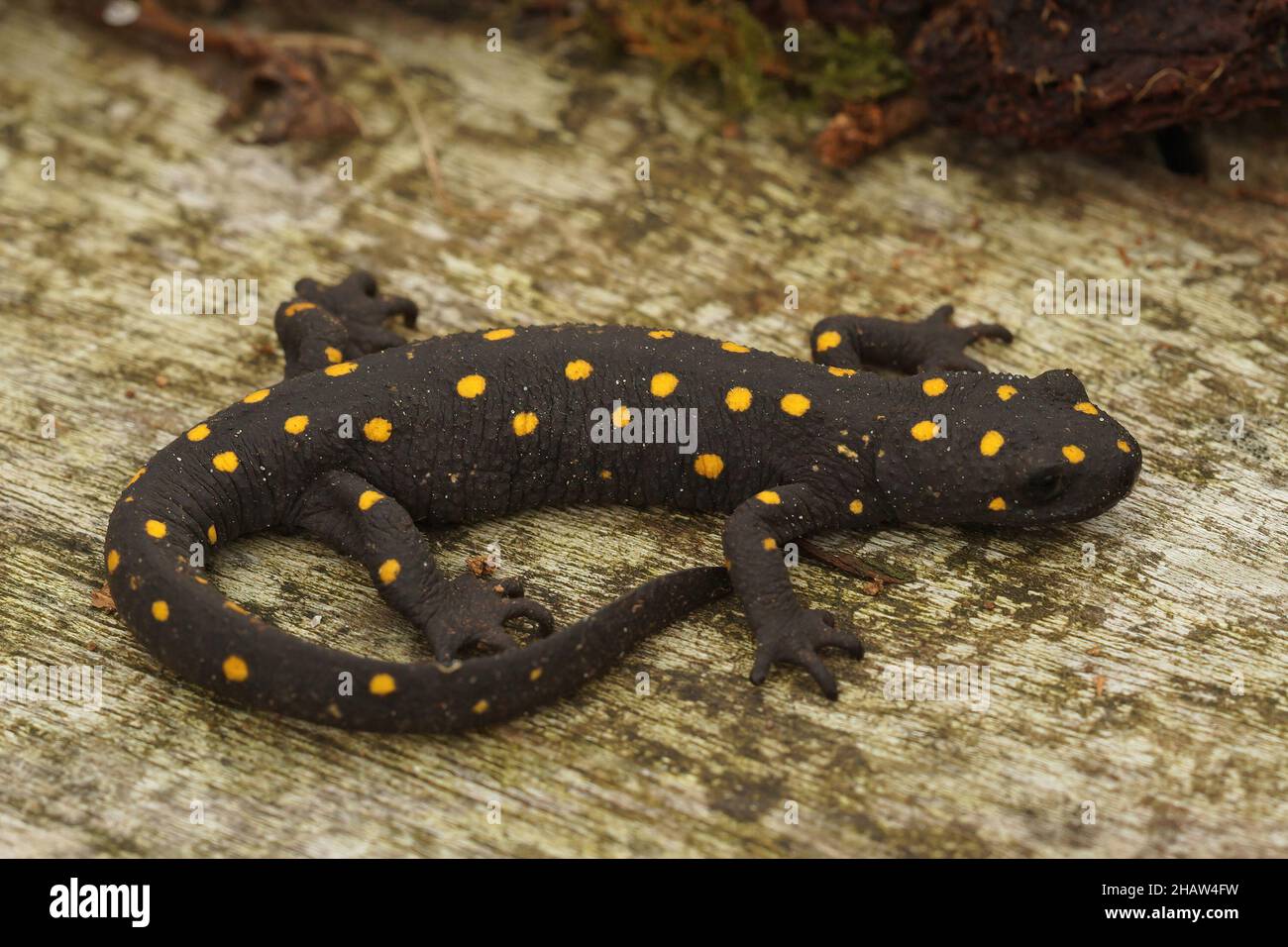 Full body closeup on a beautiful , terrestrial adult Anatolian spotted ...