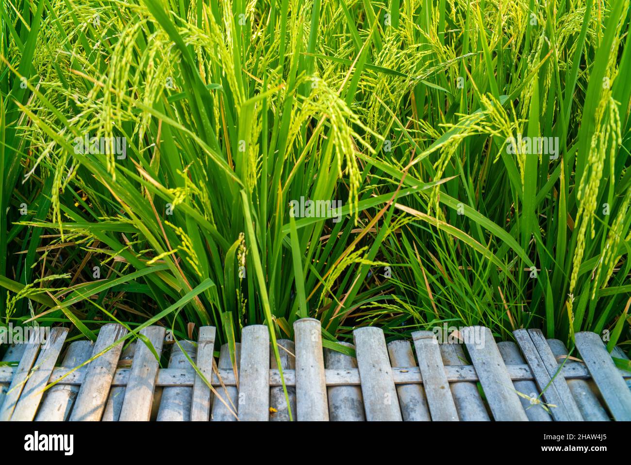 Green paddy rice plantation field with wooden pathway for put text ...
