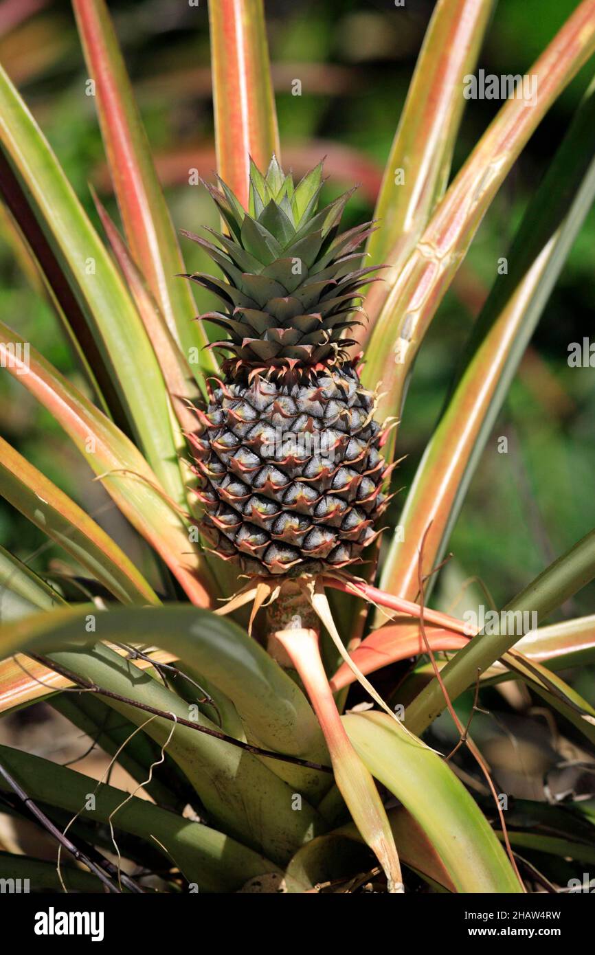 Ananas Pineapple (Ananas comosus) fruit Fruit Nosy Komba Madagascar ...