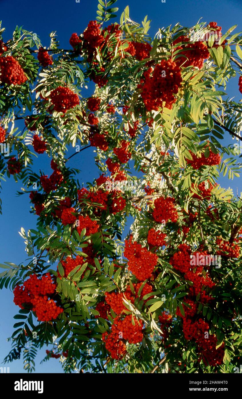 European rowan (Sorbus aucuparia) with fruit in August Stock Photo - Alamy