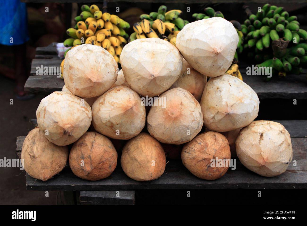 Coconut palm (Cocos nucifera) Coconut Palm fruit fruit Madagascar ...