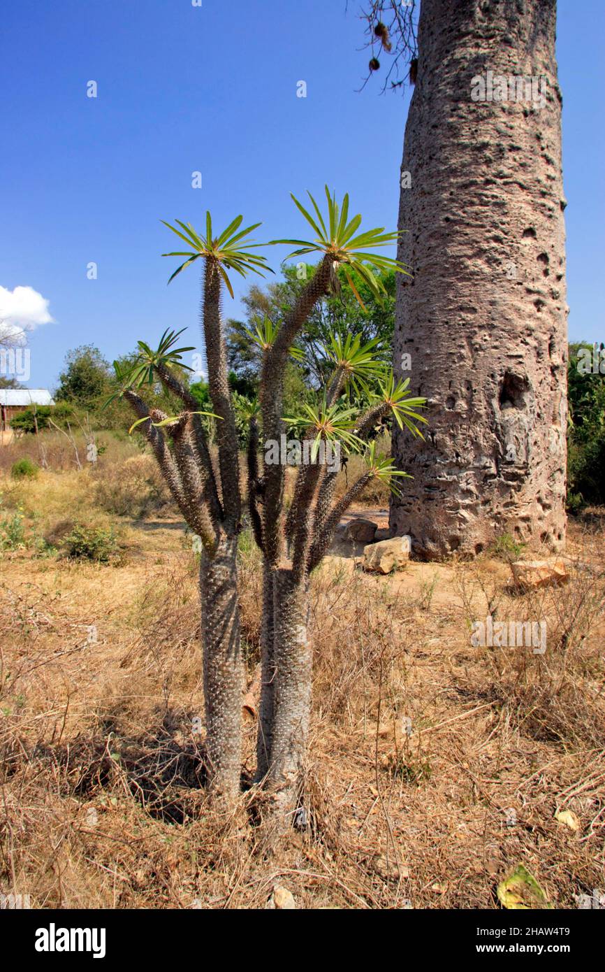M Madagascar Palm Pachypodium lameri leaves leaves Madagascar Stock ...