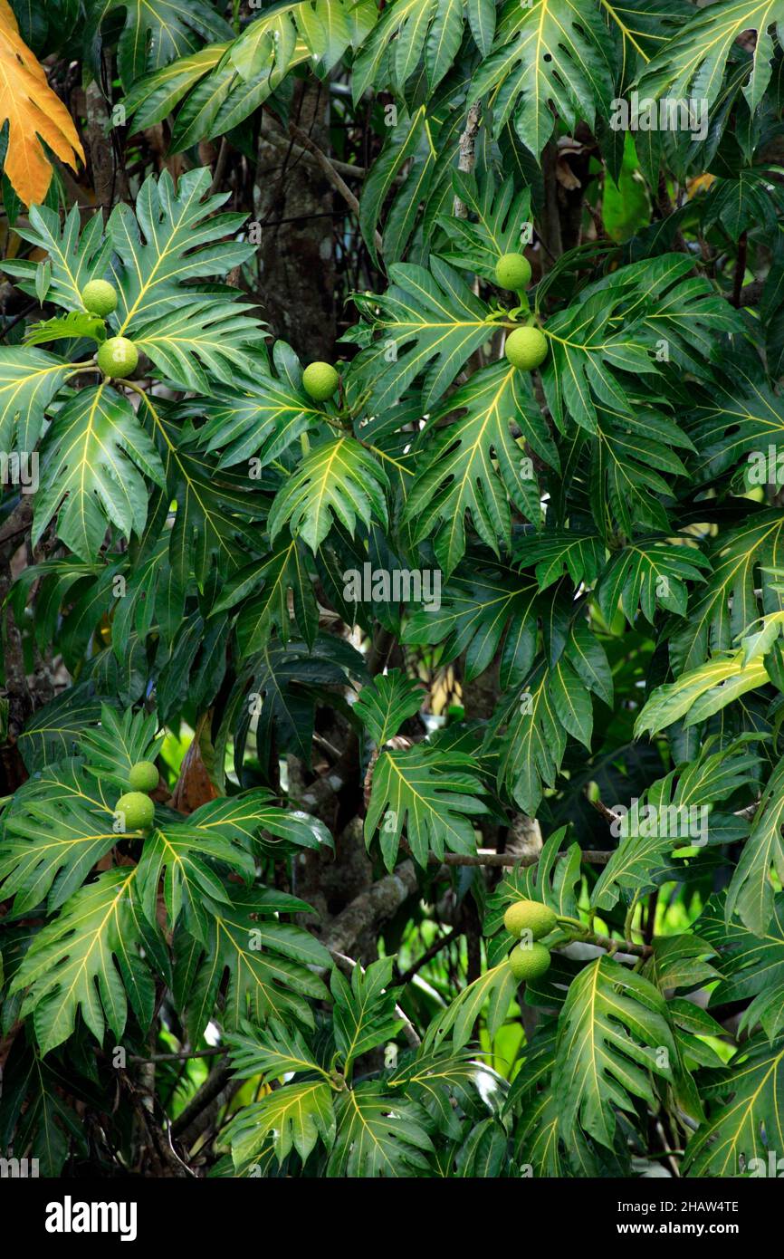 Breadfruit (Artocarpus altilis) Bread Fruit tree fruit Nosy Be ...