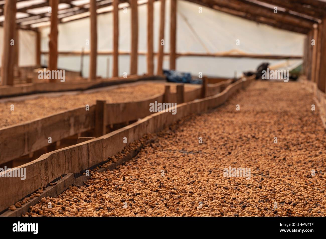 Pure coffee drying in farm. Dry grain production. Beans of coffee on ...