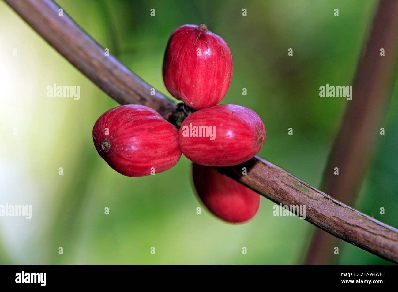 Coffee bush Arabian arabica coffee (Coffea Arabica) fruit coffee beans ...