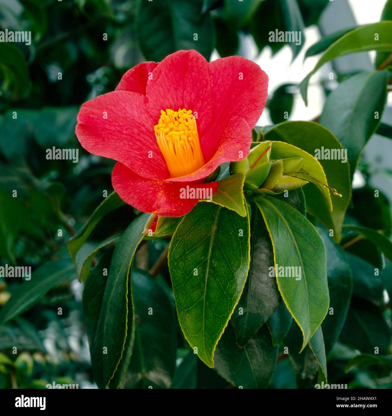 Camellia japanese camellia (Camellia japonica Stock Photo - Alamy