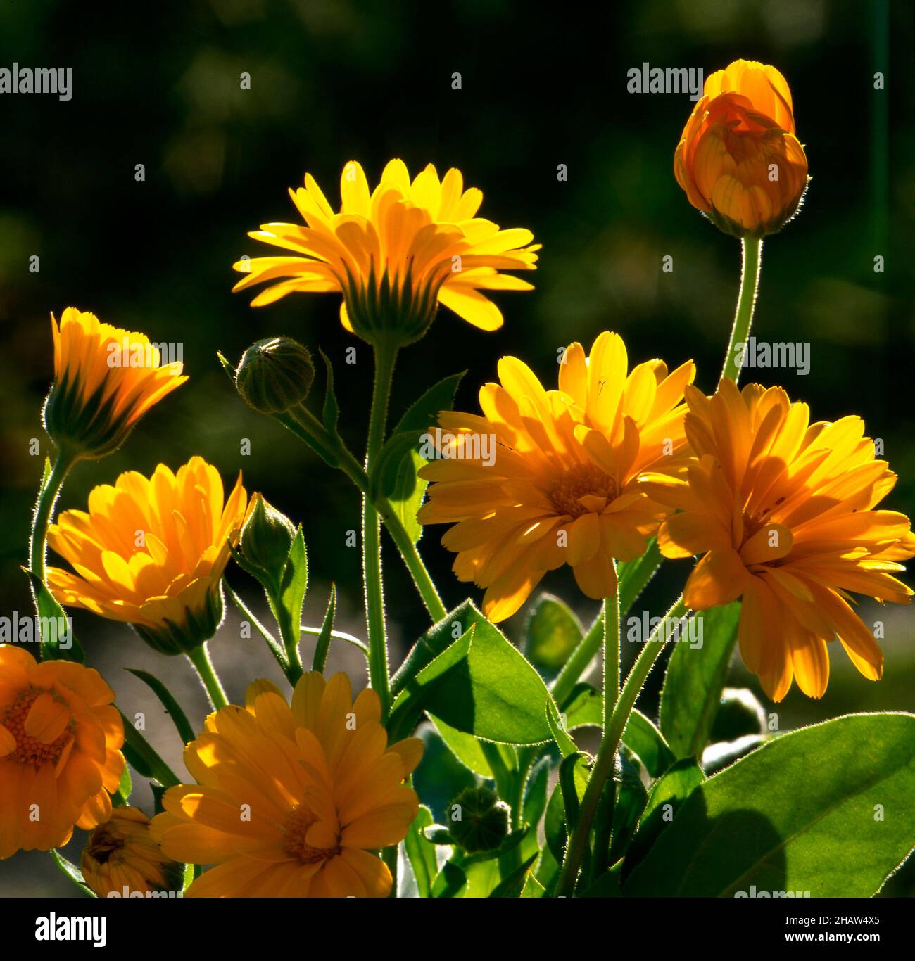 Pot Marigold (Calendula officinalis Stock Photo - Alamy