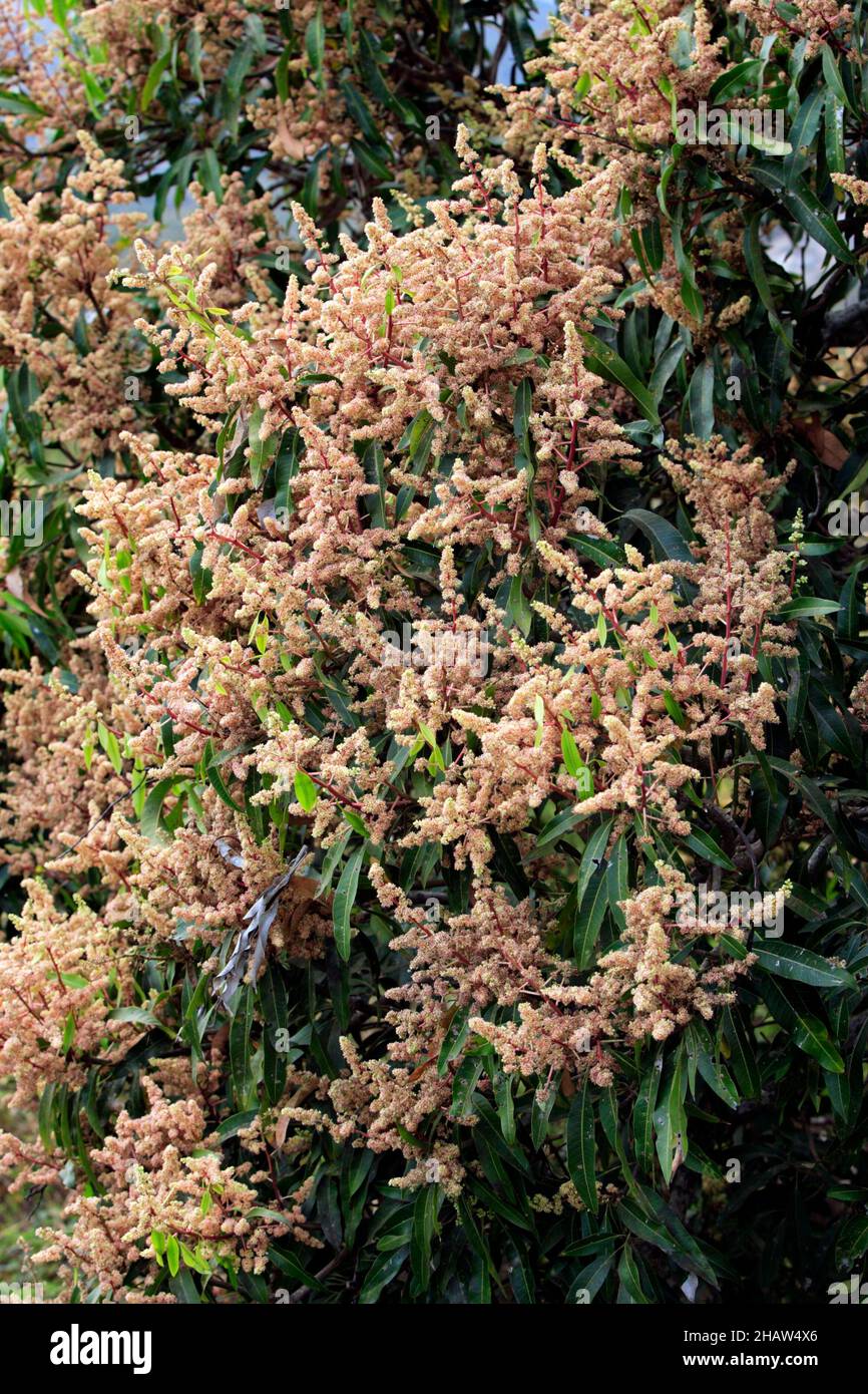 Mango (Mangifera Indica) tree mango tree flower bloom Madagascar ...