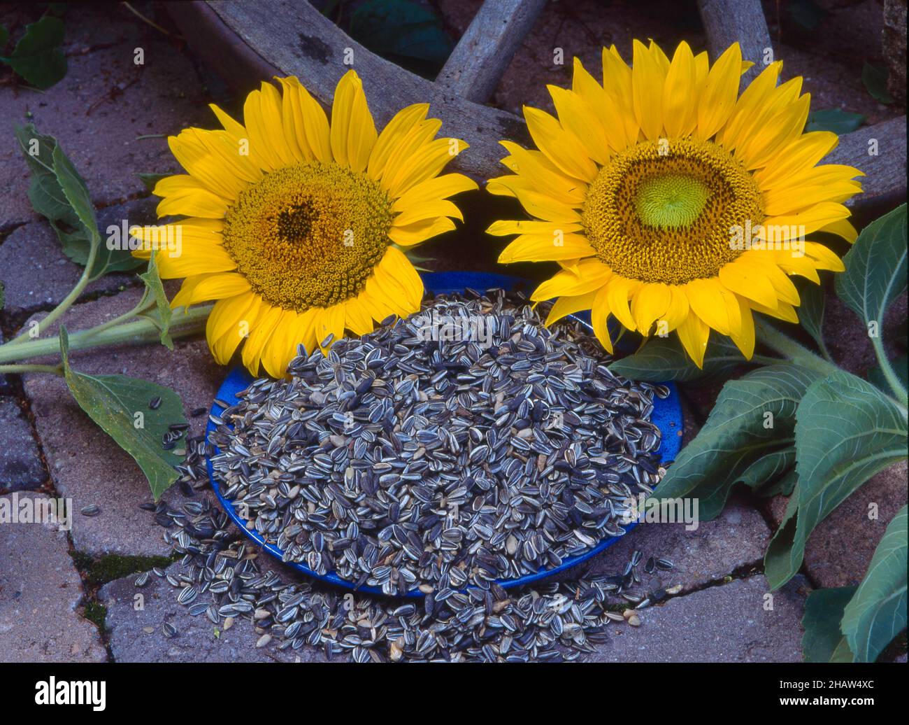 Sunflower (Helianthus annuus) and sunflower seeds Stock Photo - Alamy