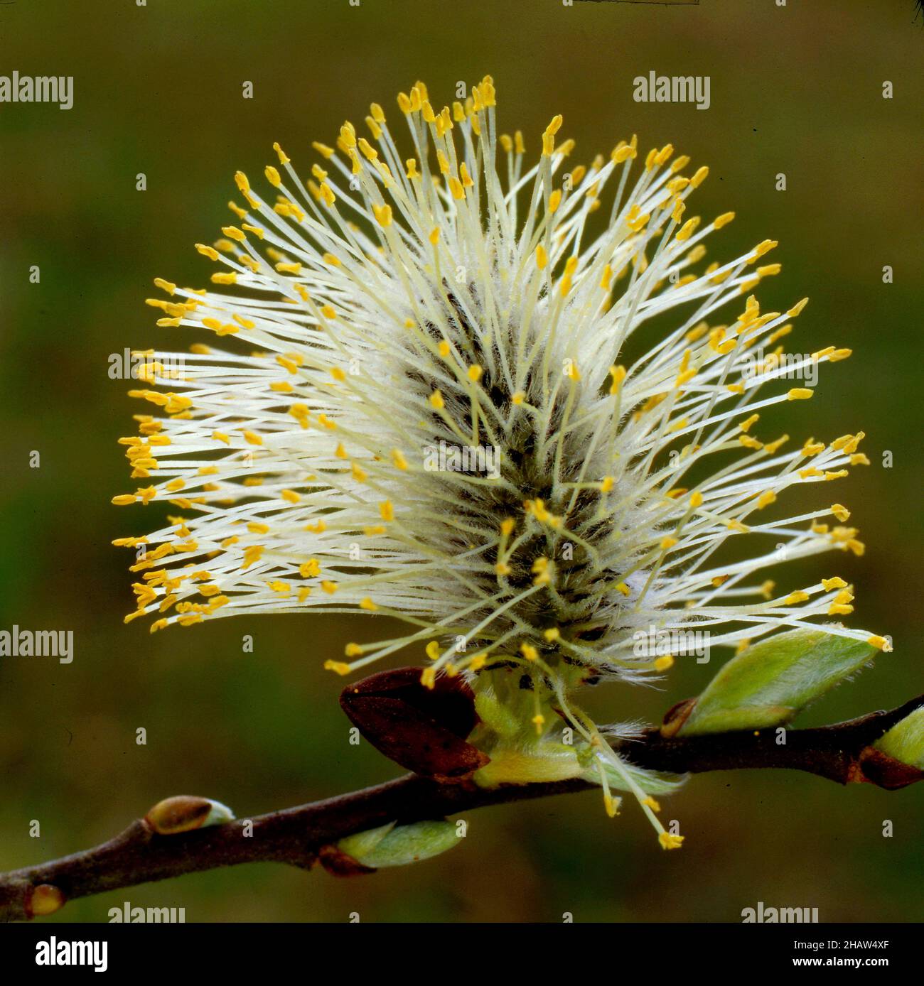 Goat willow (Salix caprea), Palm willow Stock Photo - Alamy