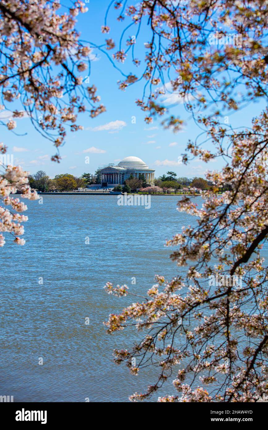 Vertical shot of a spring cherry blossom tree on a sunny March day on ...