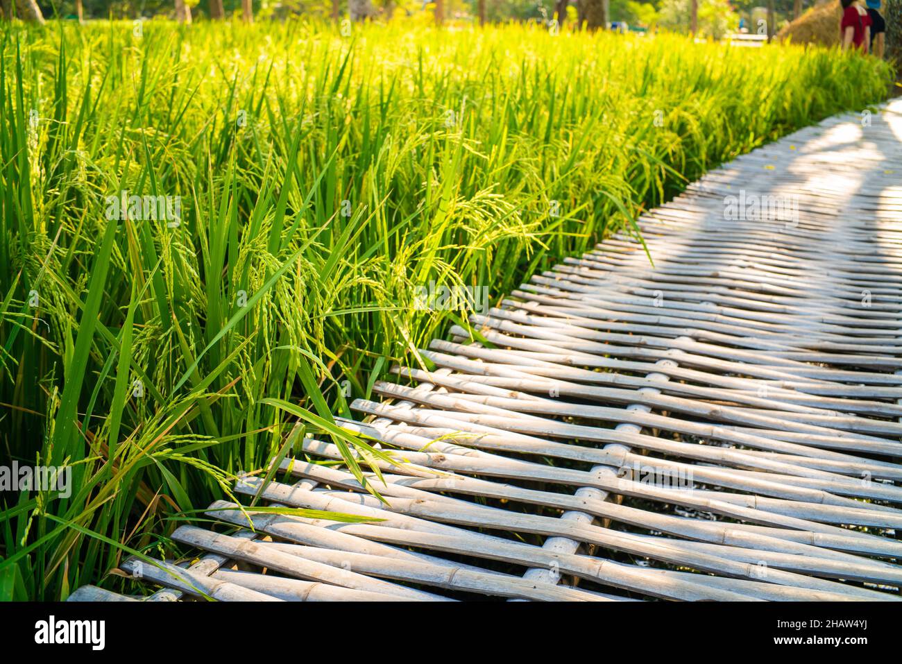 Green paddy rice plantation field with wooden pathway for put text ...