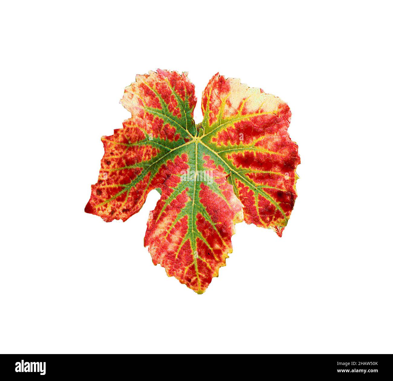 Cultivation of vine Cut Out Stock Images & Pictures - Alamy