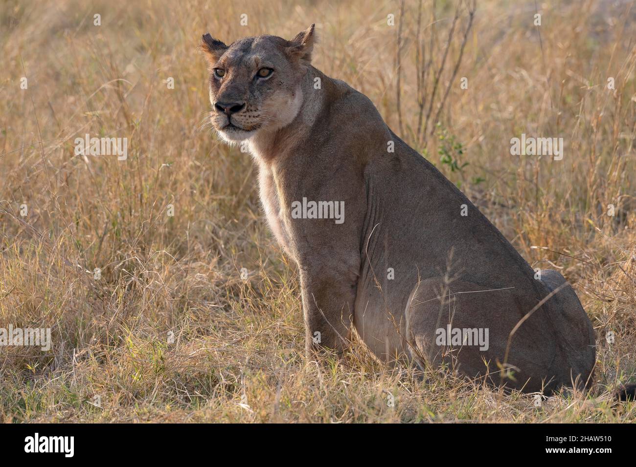 Lion (Panthera leo), lioness, sitting, backlight, Moremi Game Reserve ...