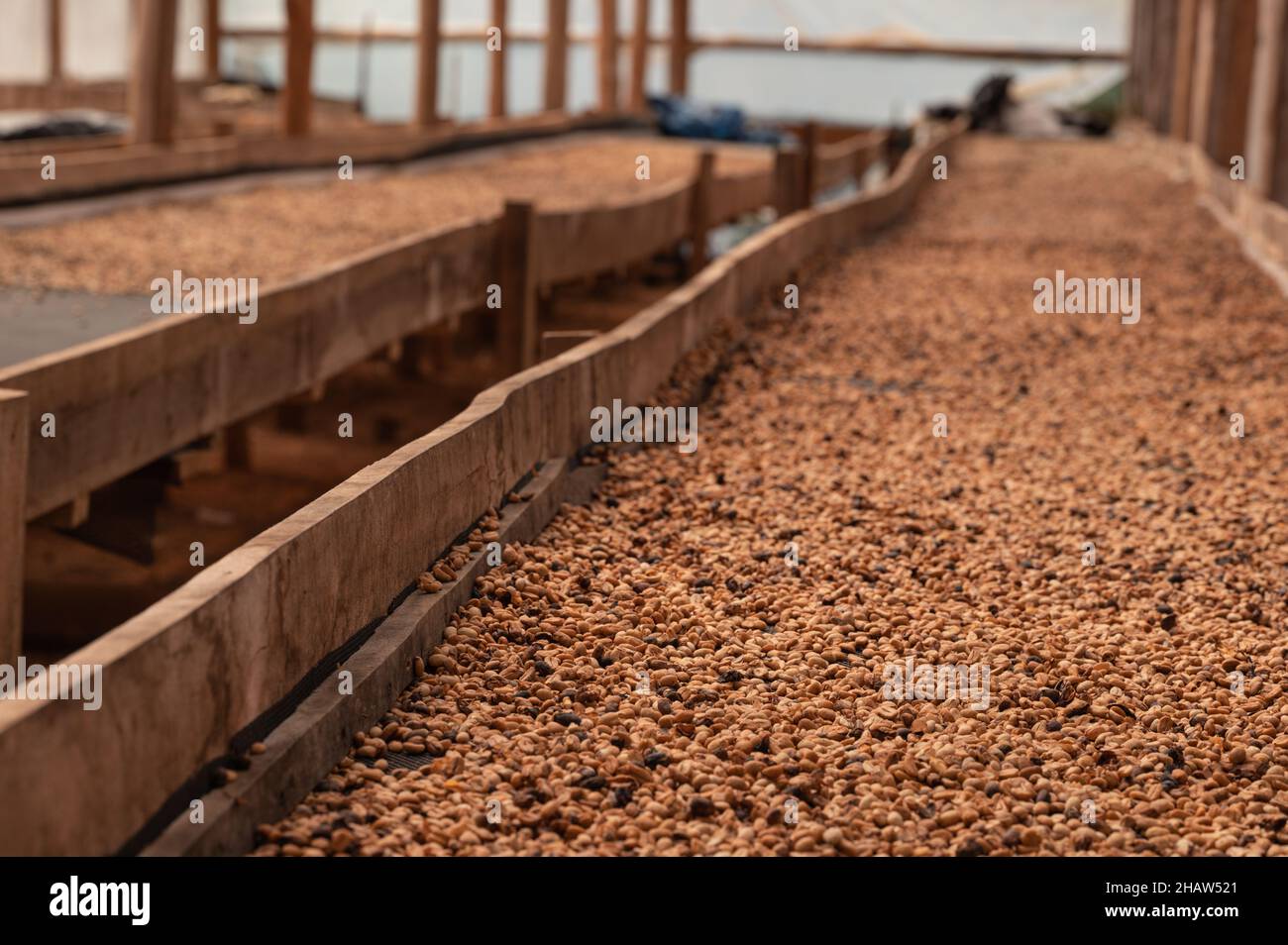 Pure coffee drying in farm. Dry grain production. Beans of coffee on ...