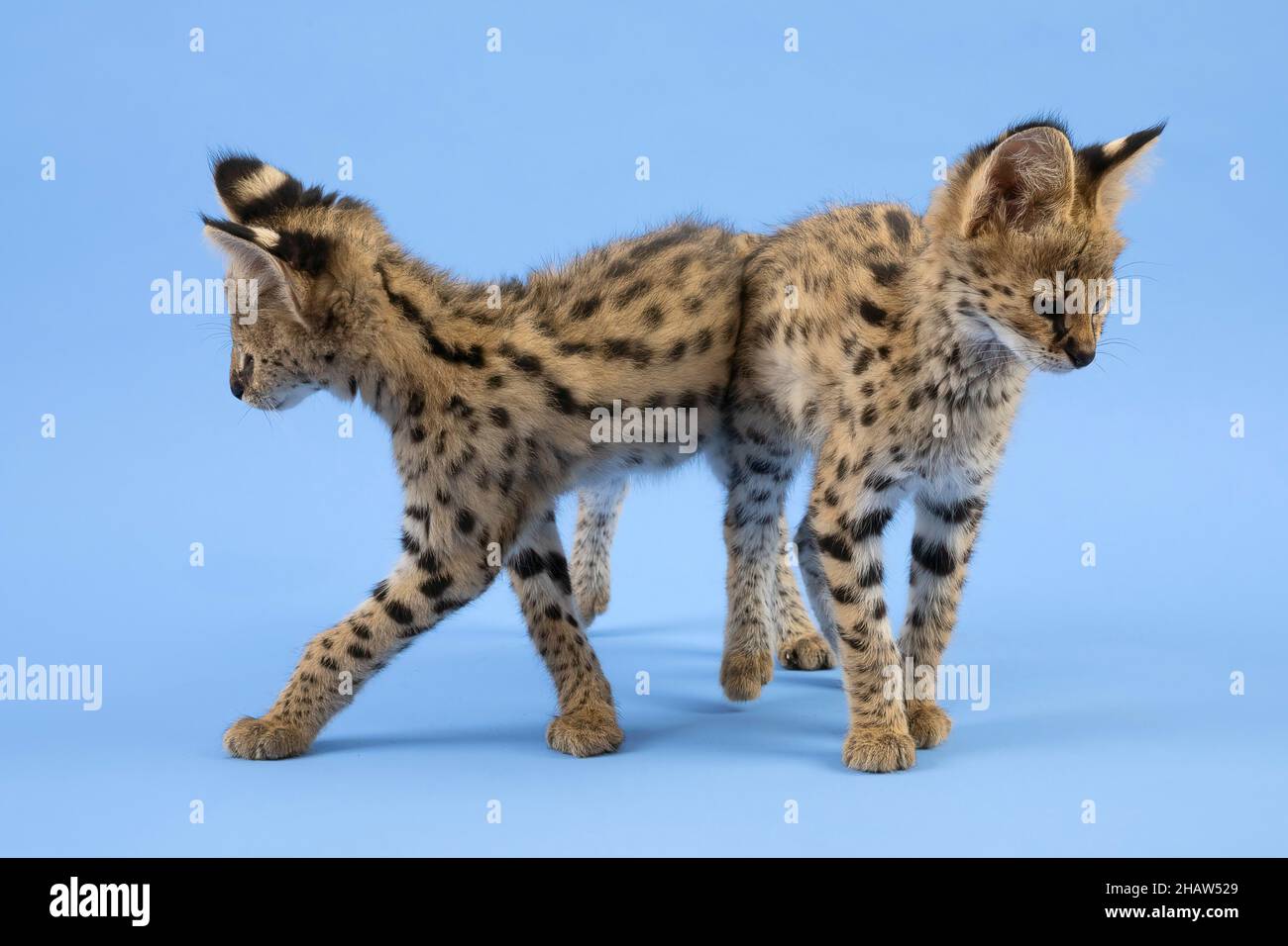 Serval cutout hi-res stock photography and images - Alamy