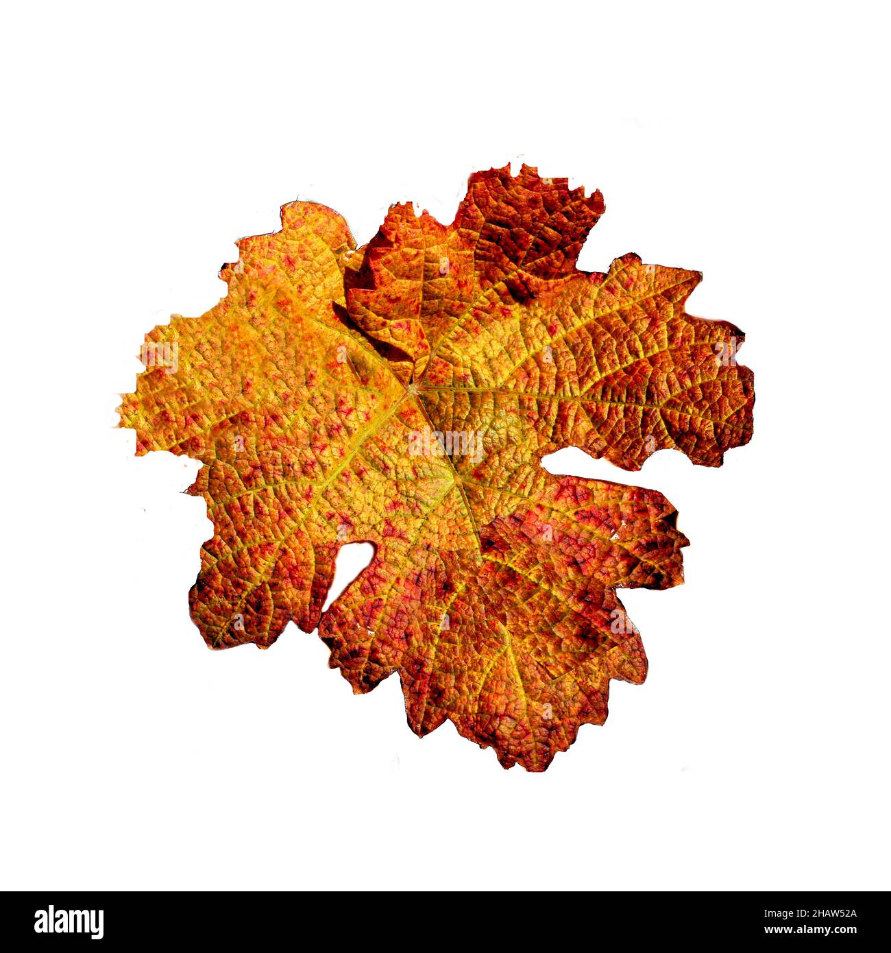 Cultivation of vine Cut Out Stock Images & Pictures - Alamy