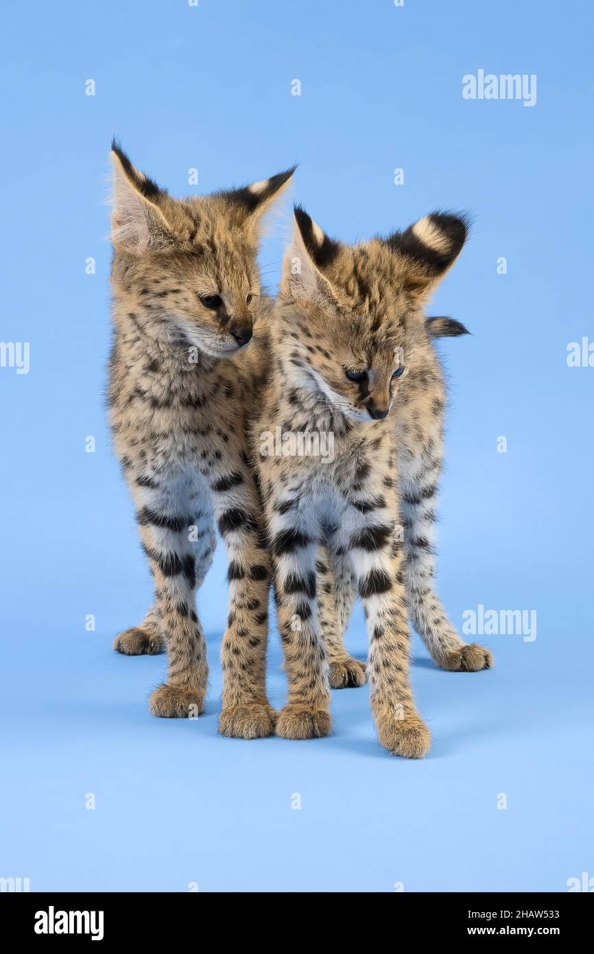 Serval (Leptailurus serval), two juveniles, 9 weeks, ear marking ...