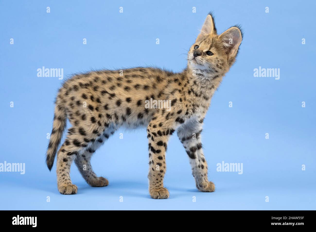 Serval (Leptailurus serval), juvenile, 9 weeks, standing, looking ...