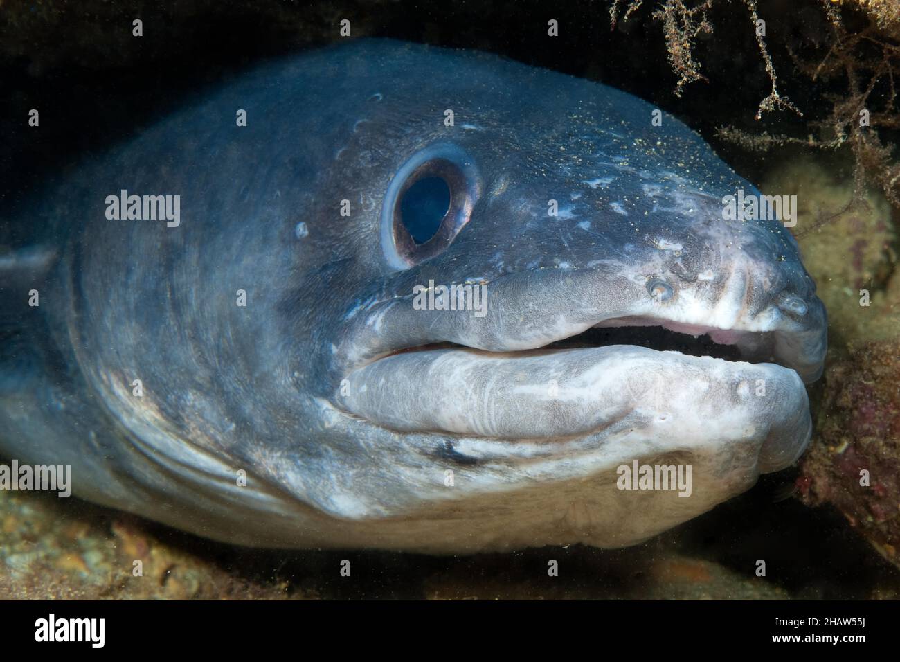 Close-up of head of adult conger eel (Conger conger), Mediterranean Sea ...