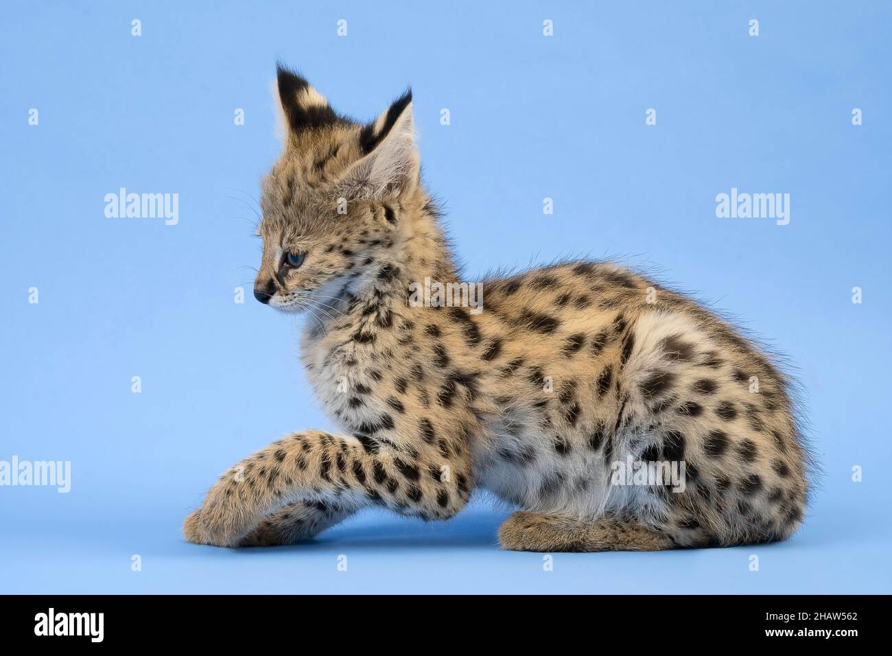Serval (Leptailurus serval), juvenile, lying, 9 weeks, captive, studio ...