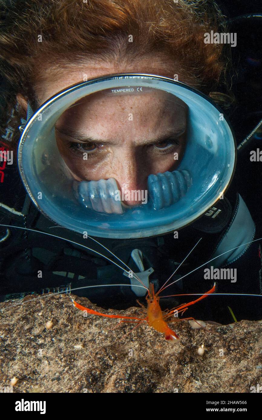 Diver wearing round diving mask looks up close at Mediterranean scissor ...
