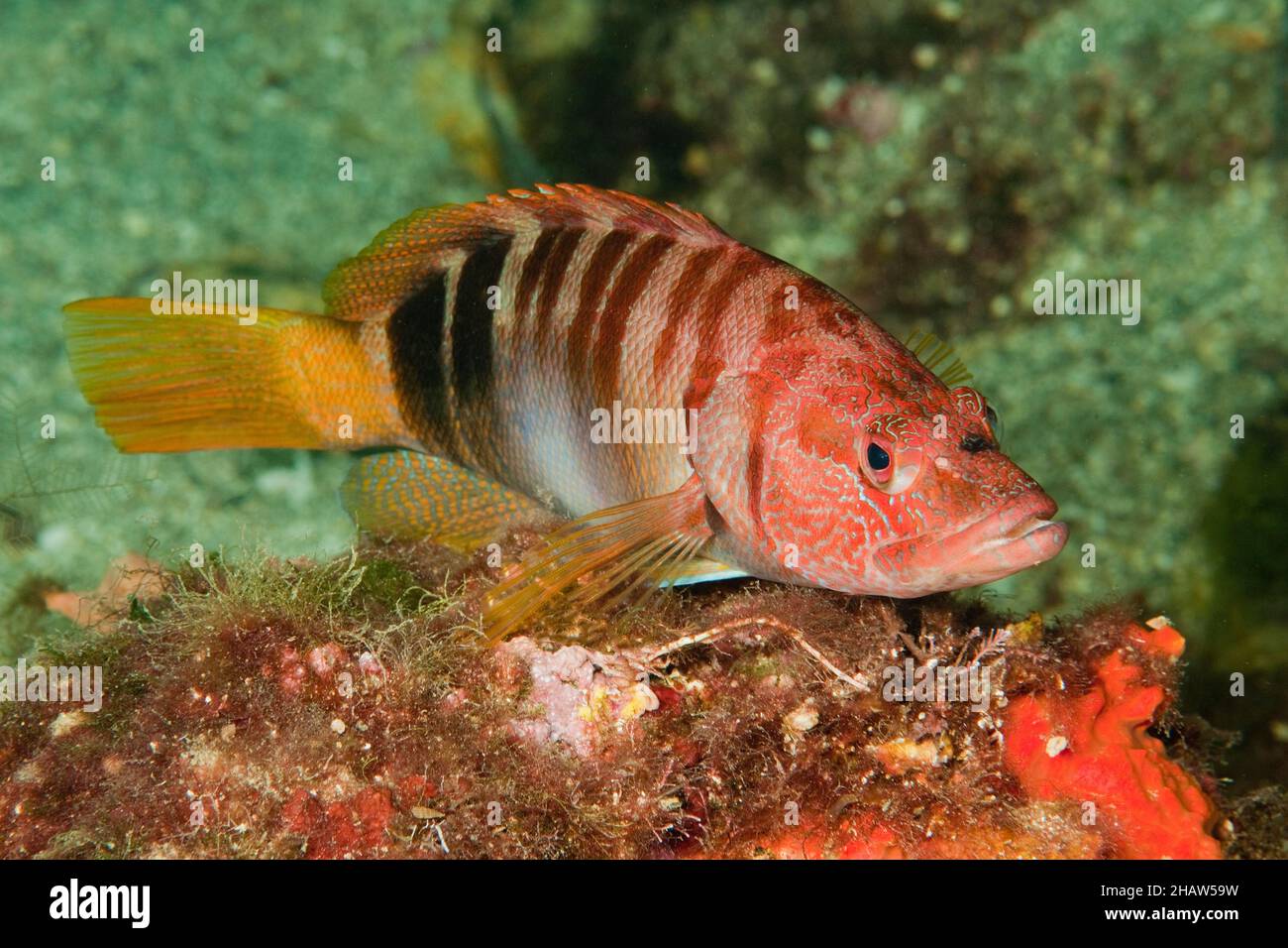 The hermaphrodite at elba hi-res stock photography and images - Alamy