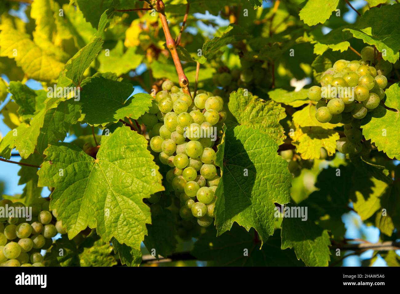 Grapes, Vine, Bukovany, Kyjov, South Moravian Region, Czech Republic ...