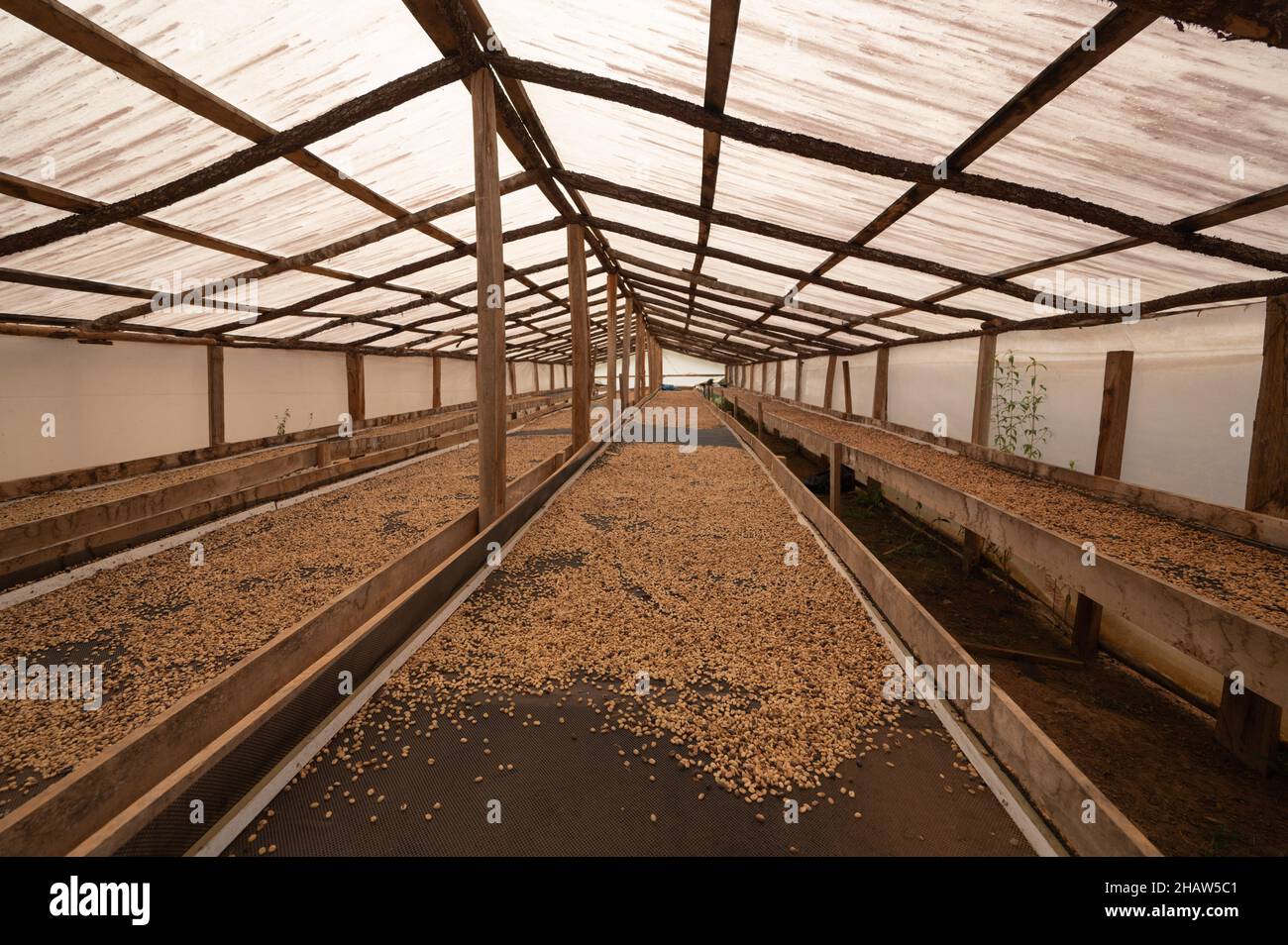 Reaping coffee hi-res stock photography and images - Alamy