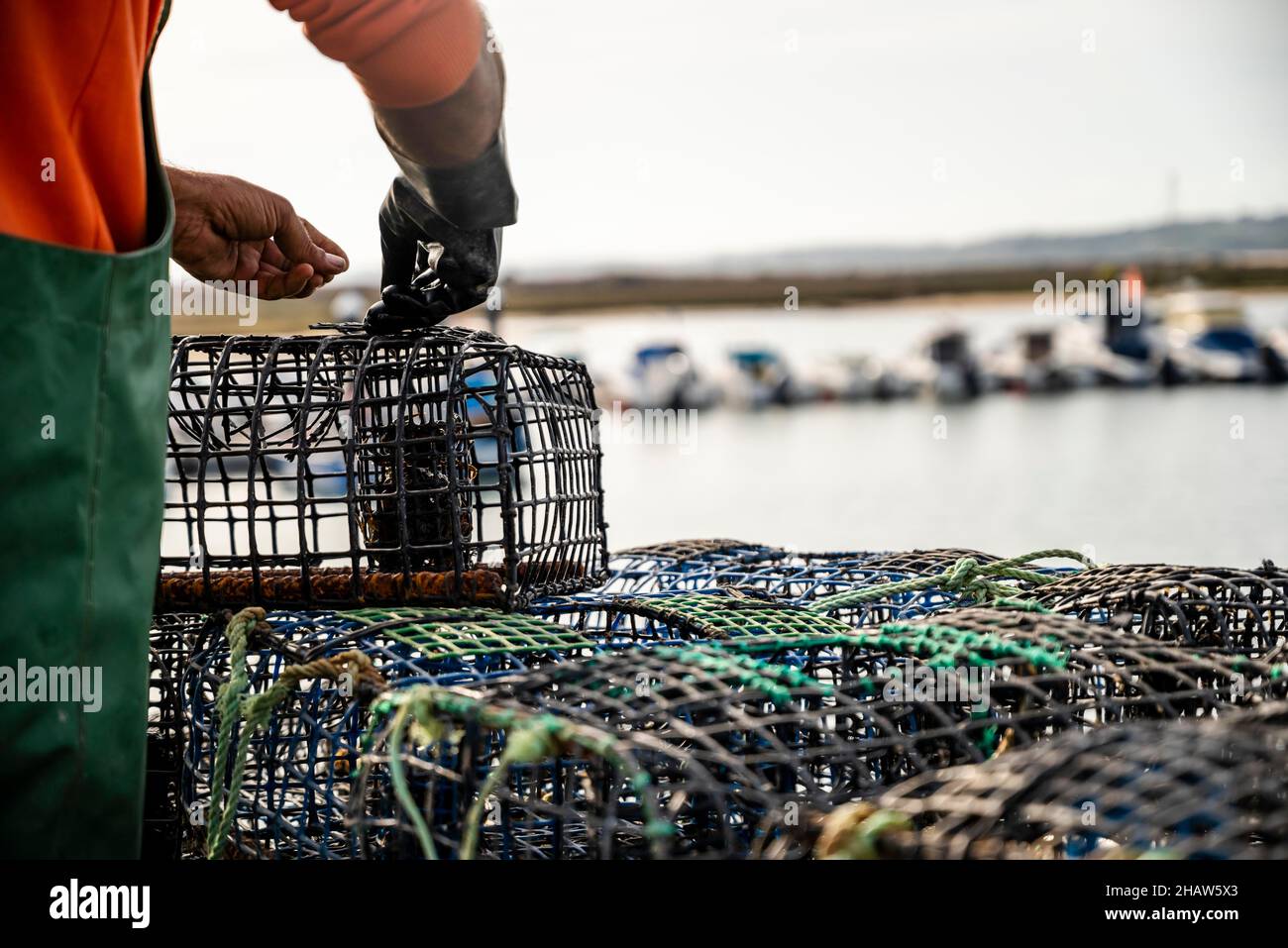 Fisherman puts crab inside octopus traps in Alvor, Algarve, Portugal ...