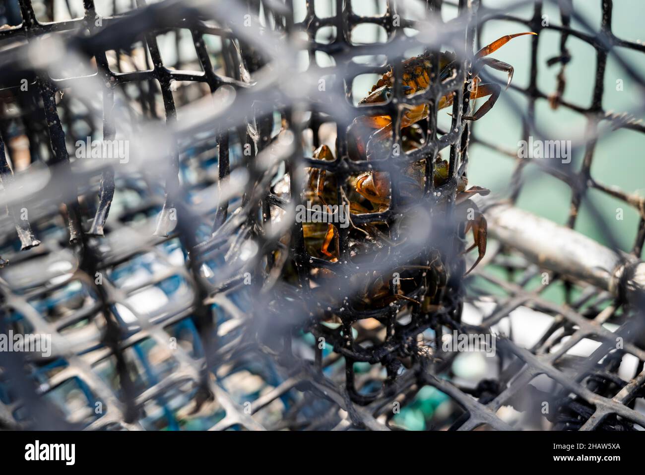 Small crabs used as bait in octopus traps in Alvor, Algarve, Portugal ...