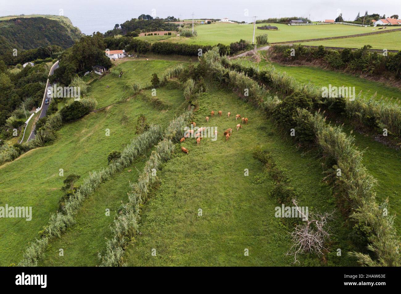 Free range cows in the fields Stock Photo - Alamy