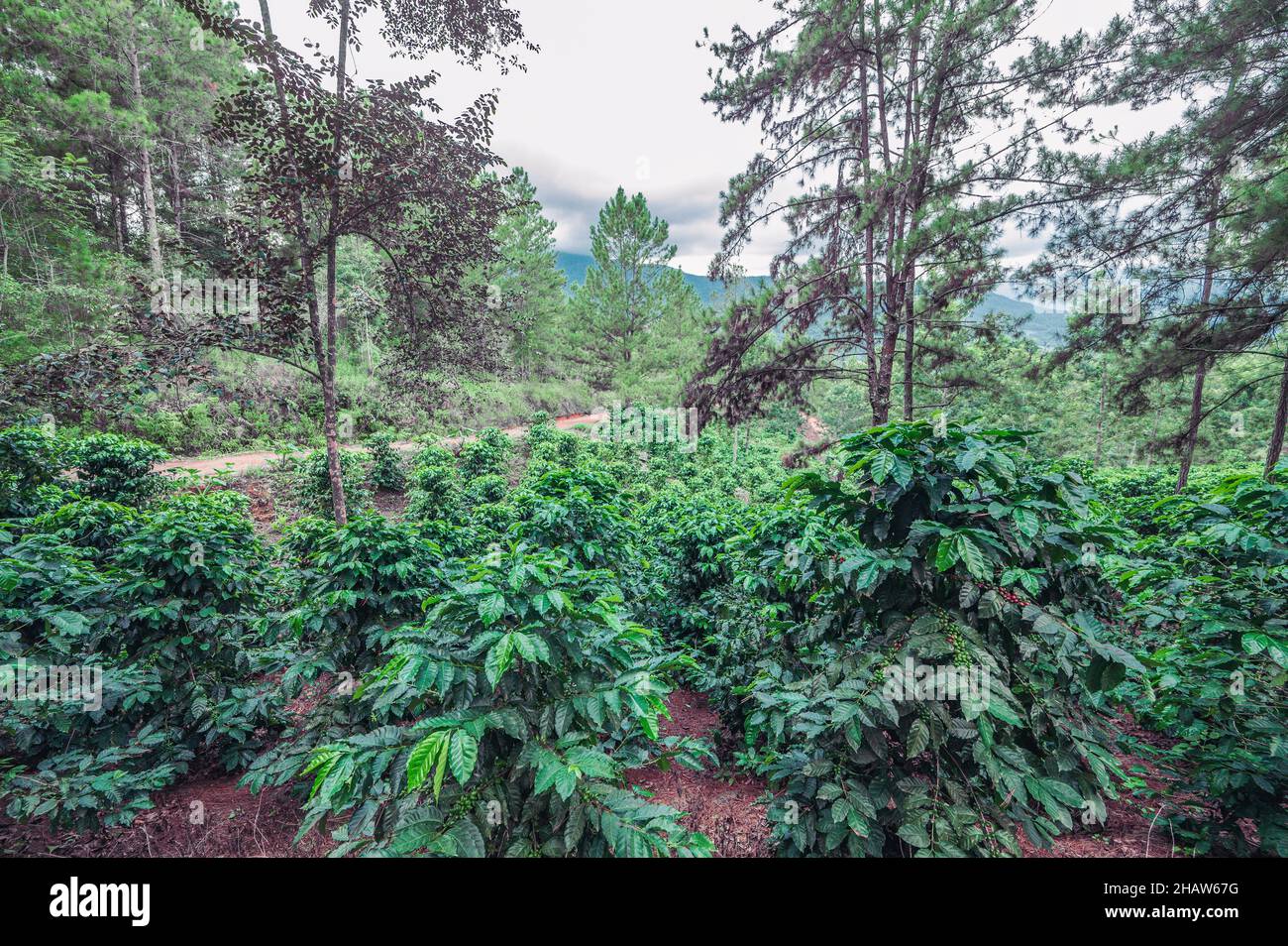Coffee bush in Dominican republic with hill view. Coffee hacienda with ...
