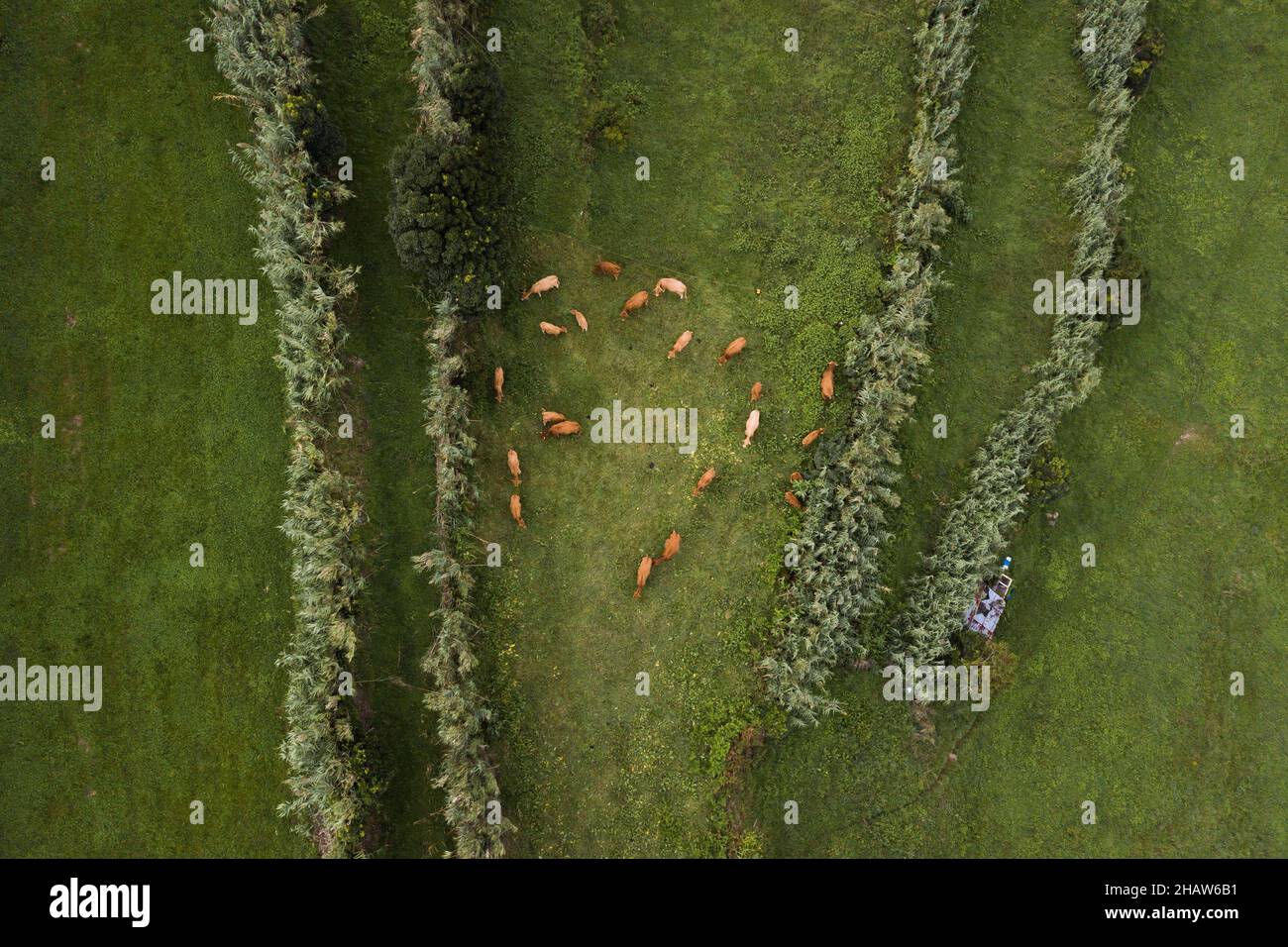 Free range cows in the fields Stock Photo - Alamy