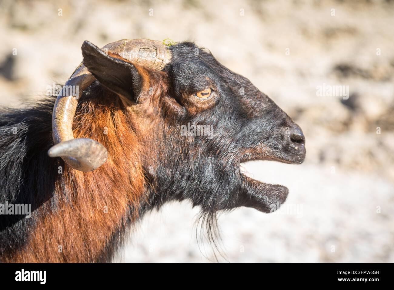 Male wild domestic goat (Capra aegagrus hircus), billy goat, portrait ...