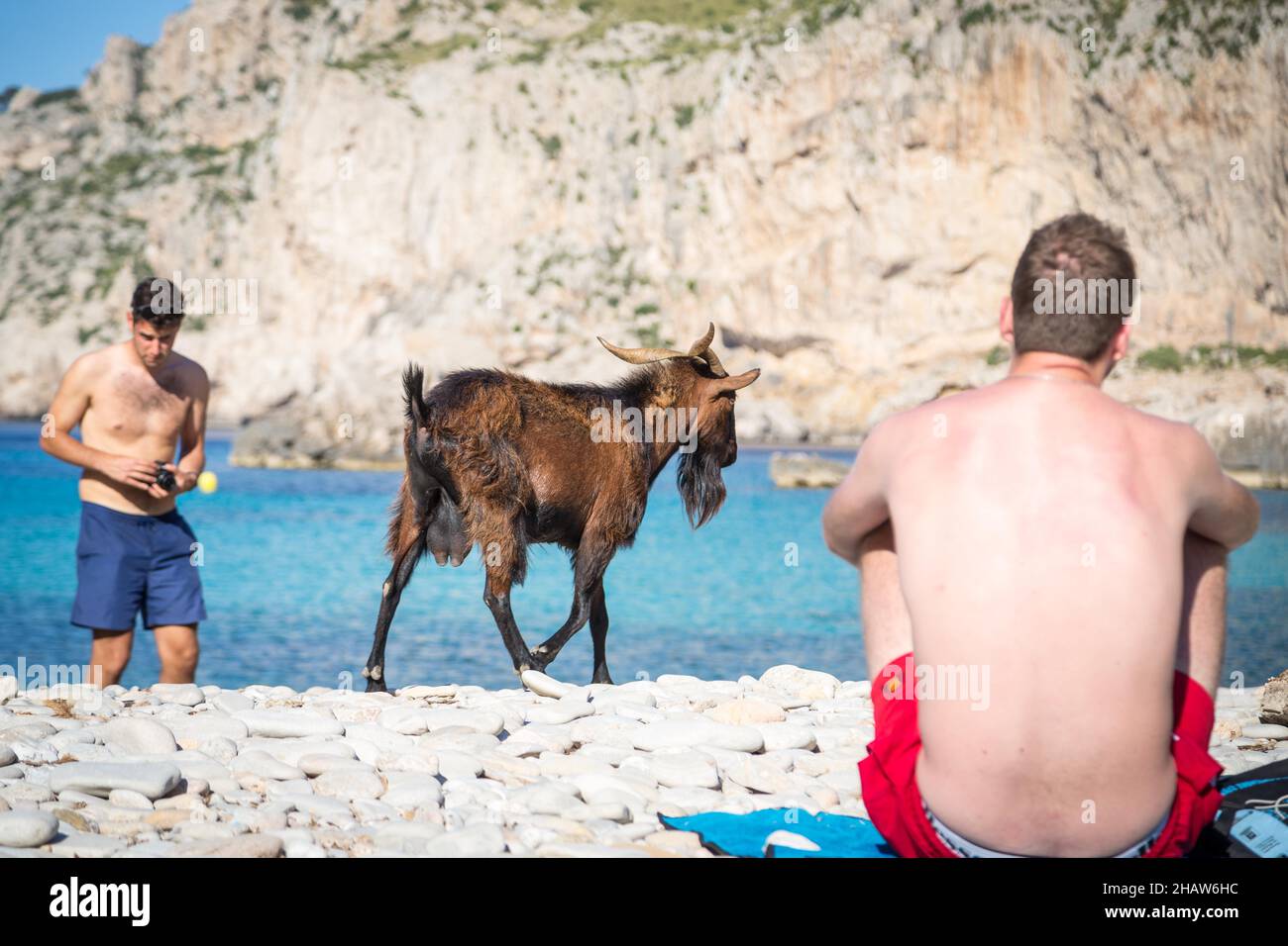 Male wild goat hi-res stock photography and images - Alamy